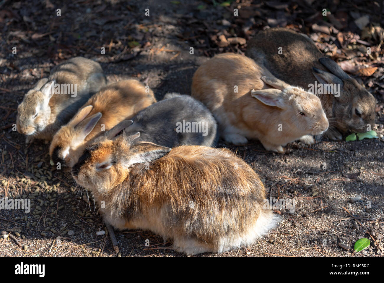 Cute wild rabbits on Okunoshima Island in sunny weaher, as known as the ...