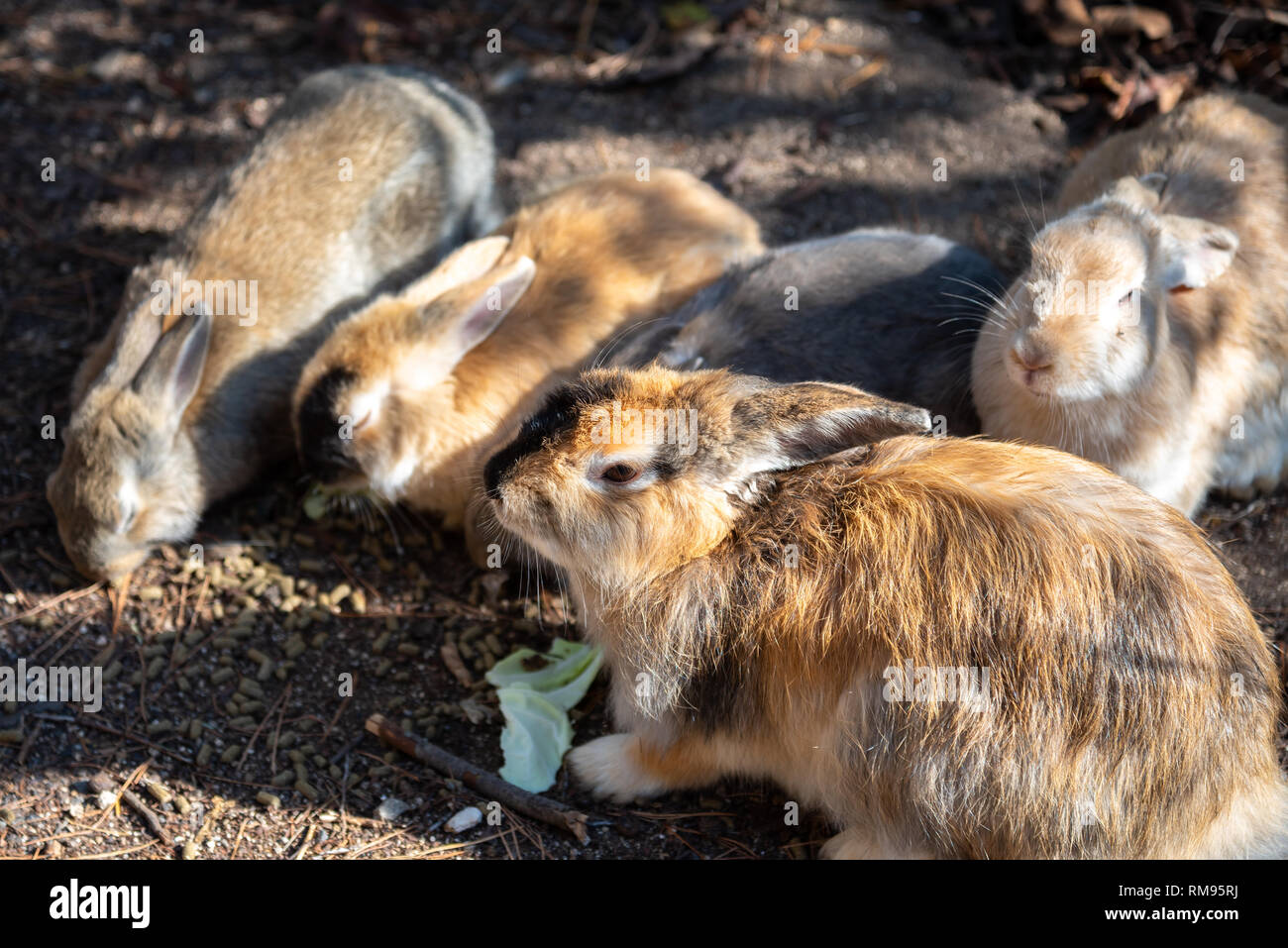 Cute wild rabbits on Okunoshima Island in sunny weaher, as known as the ...