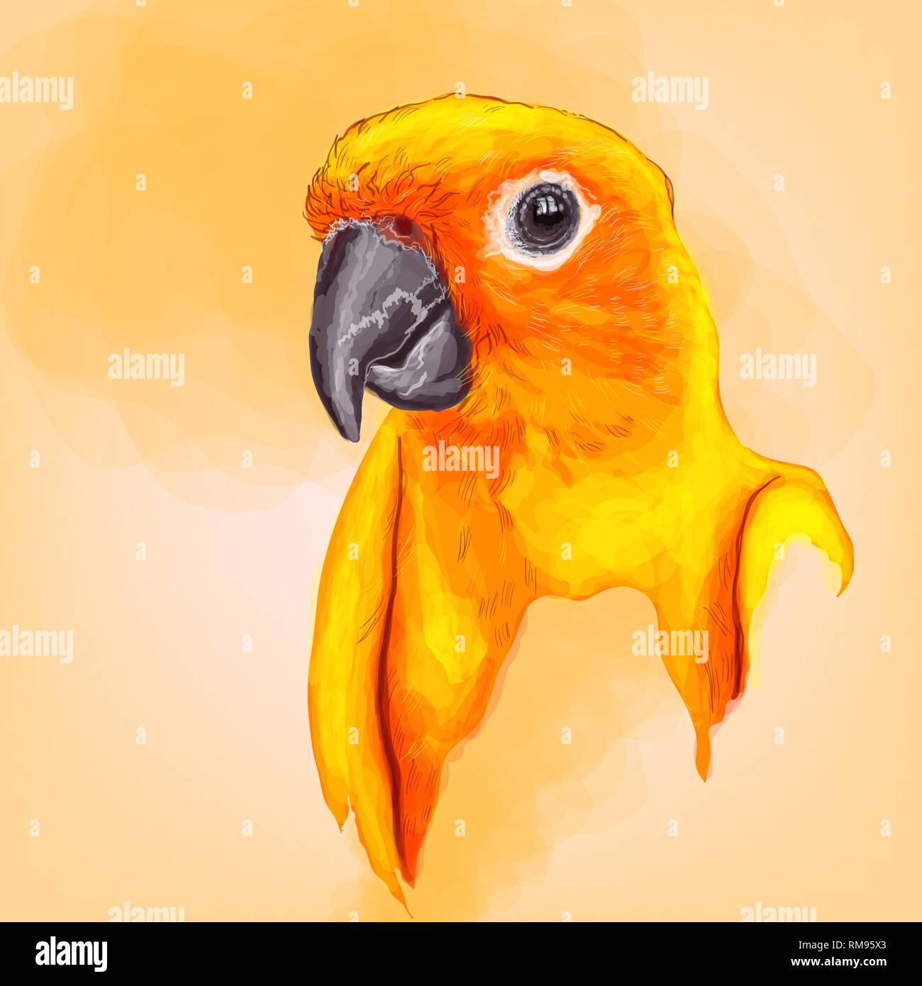 Parrot drawing hi-res stock photography and images - Alamy