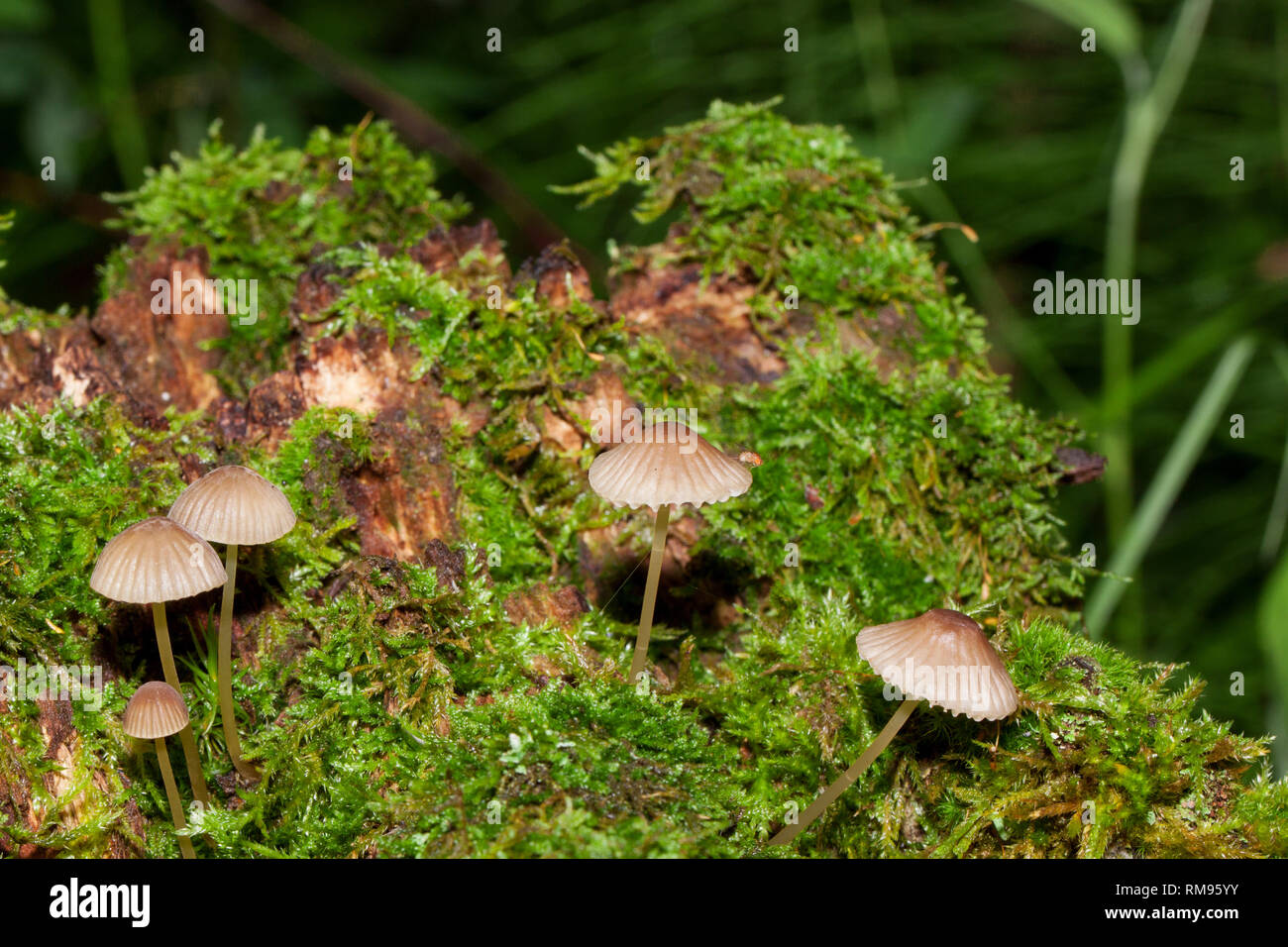 Inedible fungus are growing on a old stump. Parasitic plant. Live ...