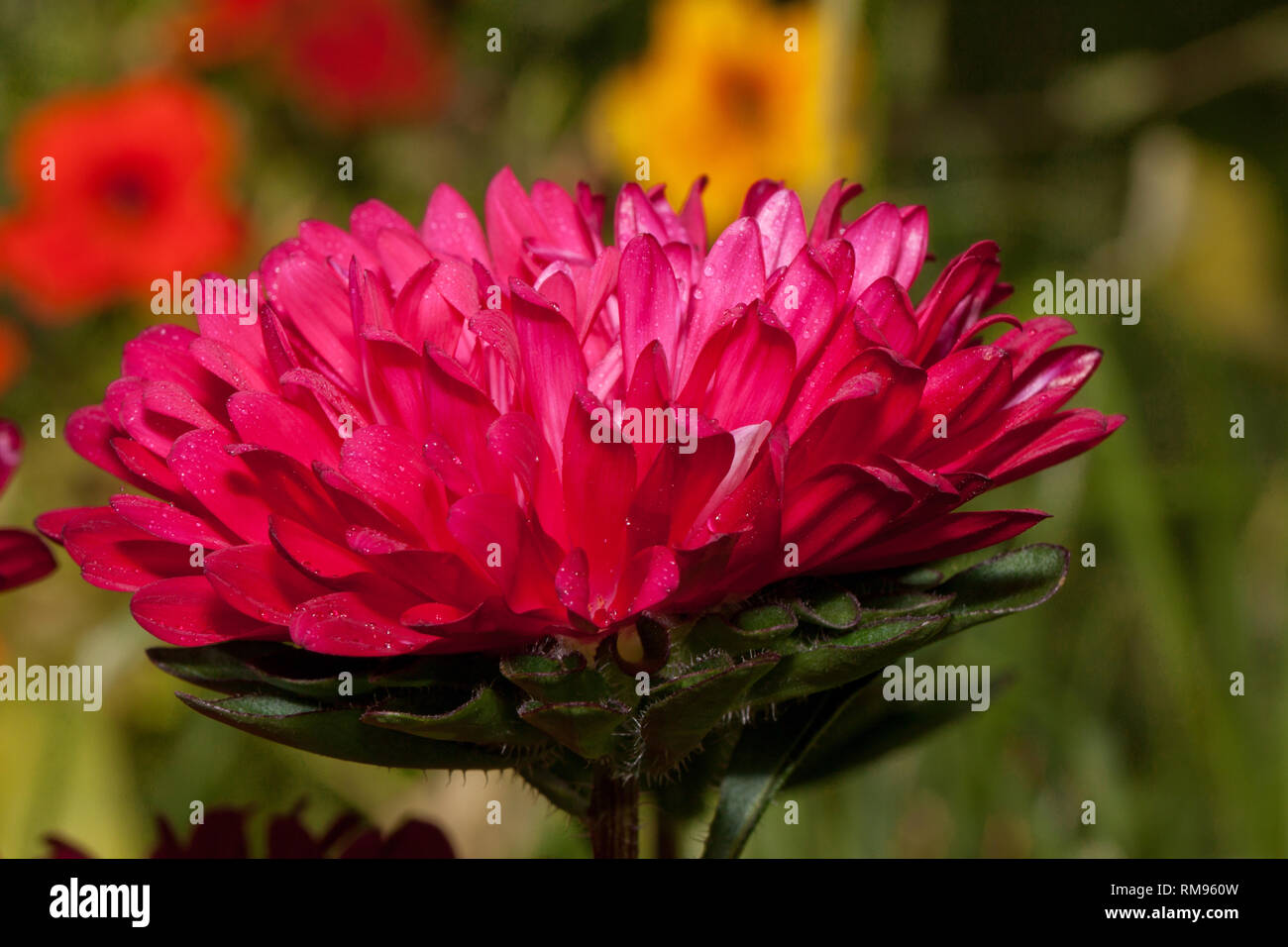Annual aster callistephus chinensis hi-res stock photography and images ...
