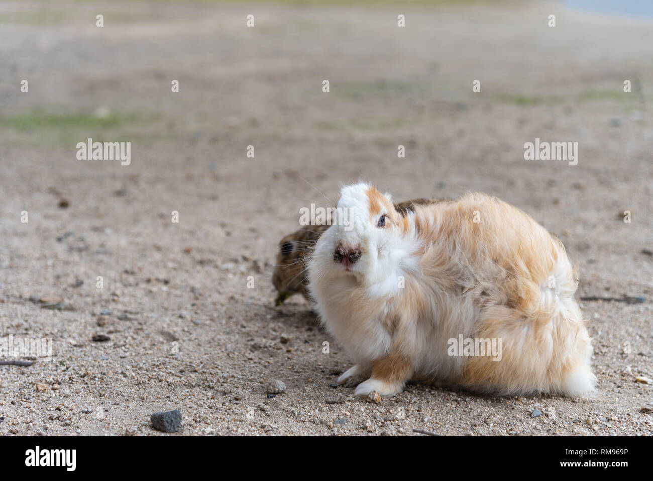 Cute wild rabbits on Okunoshima Island in sunny weaher, as known as the ...