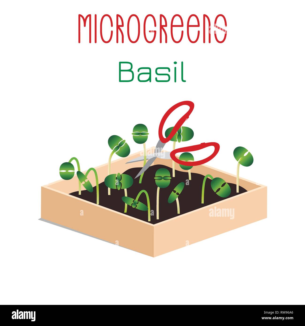 Microgreens Basil. Grow microgreen in a box with soil. Cutting the ...