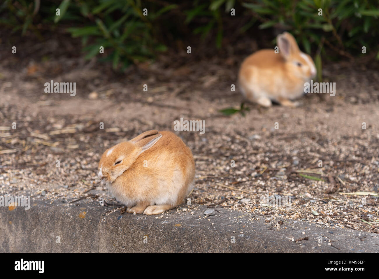 Cute wild rabbits on Okunoshima Island in sunny weaher, as known as the ...