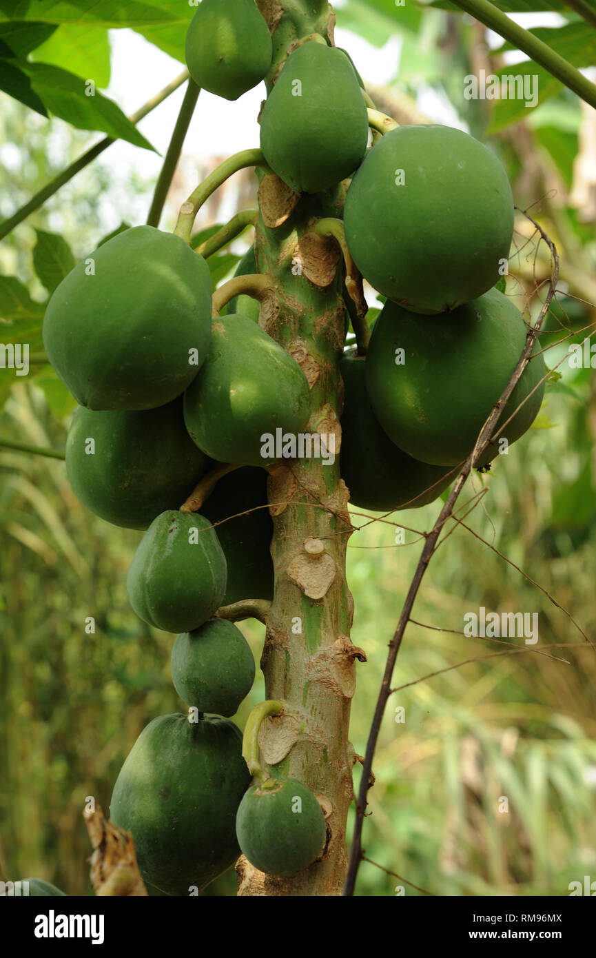 Papaya tree, kerala, India, Asia Stock Photo - Alamy