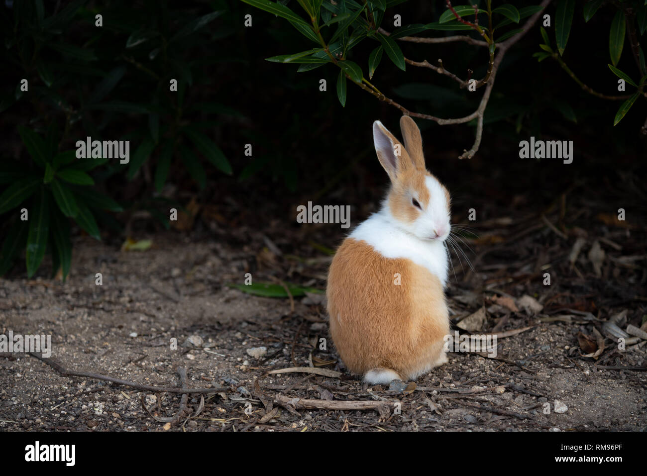 Cute wild rabbits on Okunoshima Island in sunny weaher, as known as the ...
