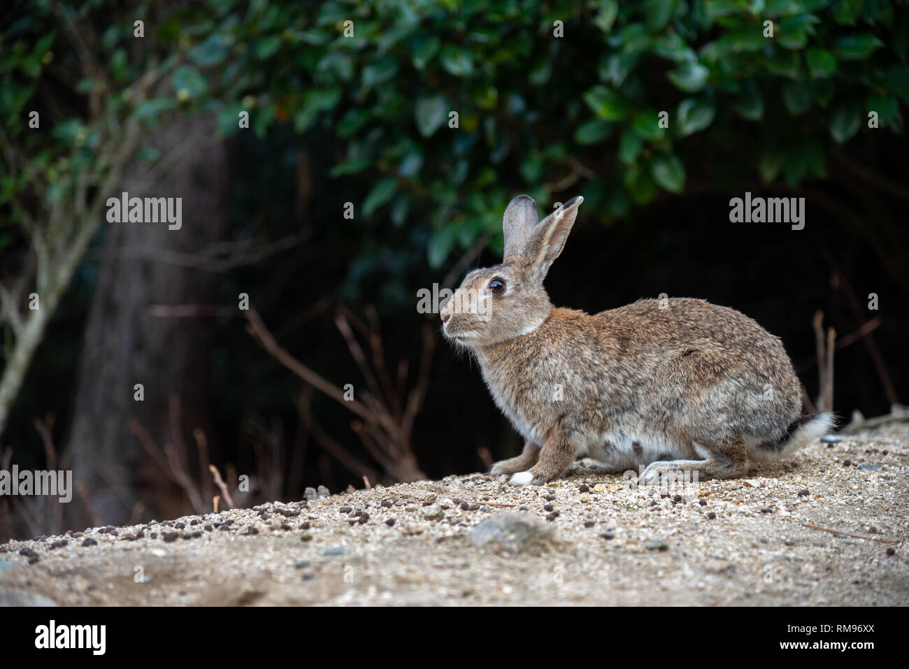 Cute wild rabbits on Okunoshima Island in sunny weaher, as known as the ...