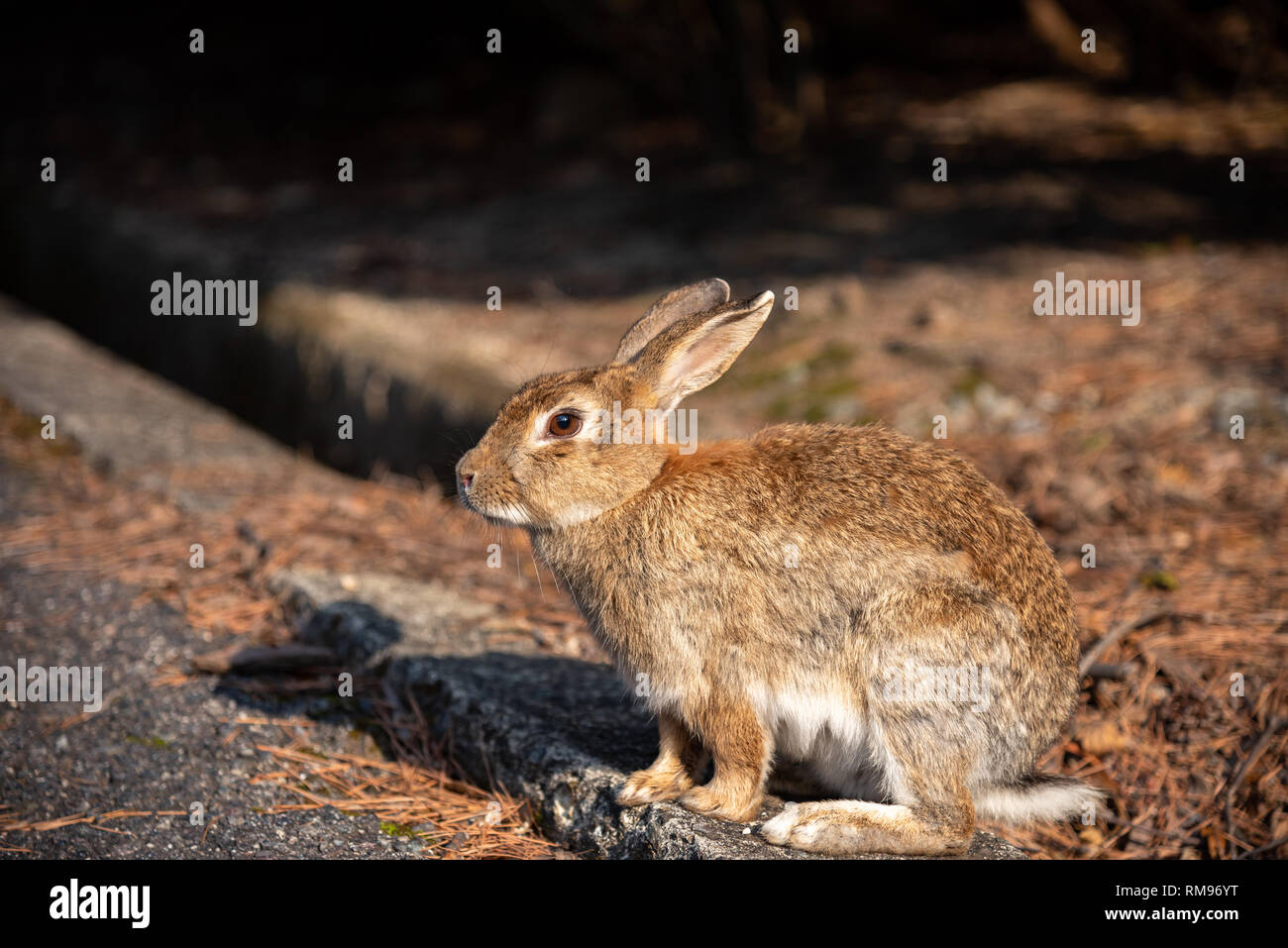 Cute wild rabbits on Okunoshima Island in sunny weaher, as known as the ...