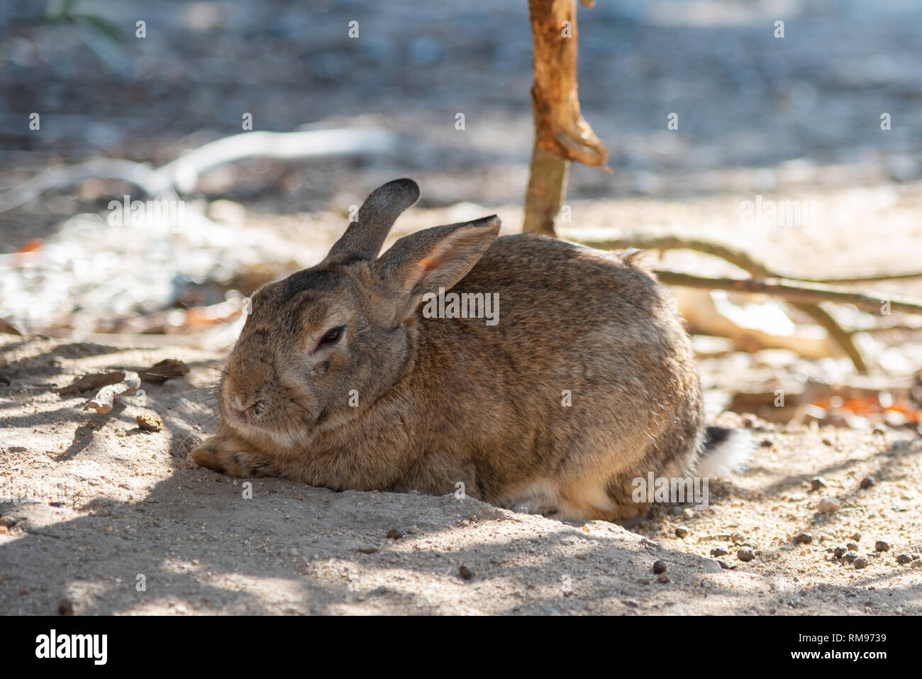 Cute wild rabbits on Okunoshima Island in sunny weaher, as known as the ...