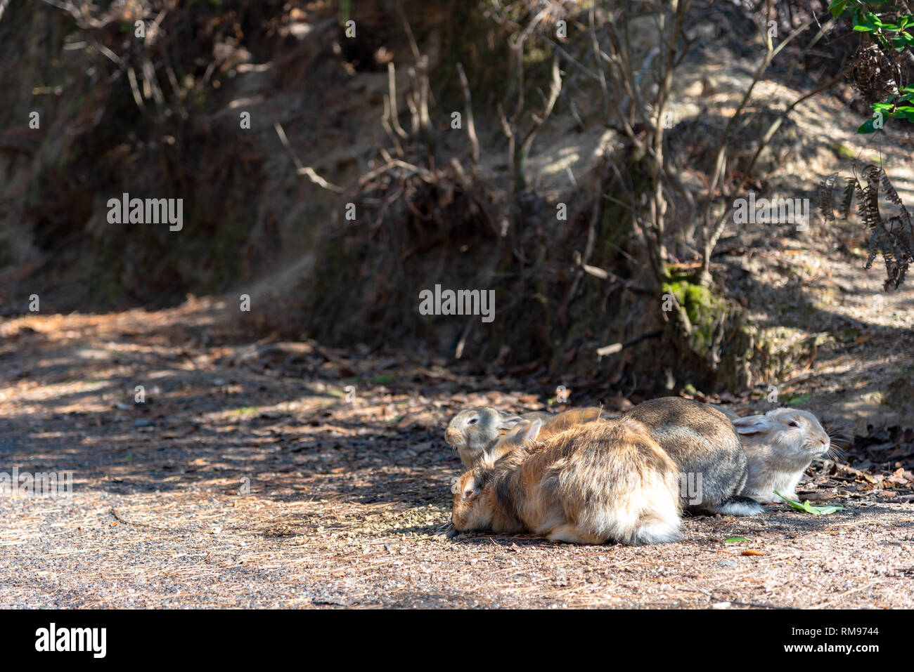 Cute wild rabbits on Okunoshima Island in sunny weaher, as known as the ...