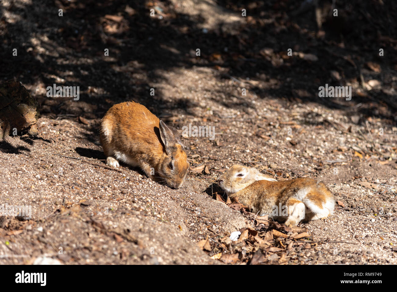 Cute wild rabbits on Okunoshima Island in sunny weaher, as known as the ...
