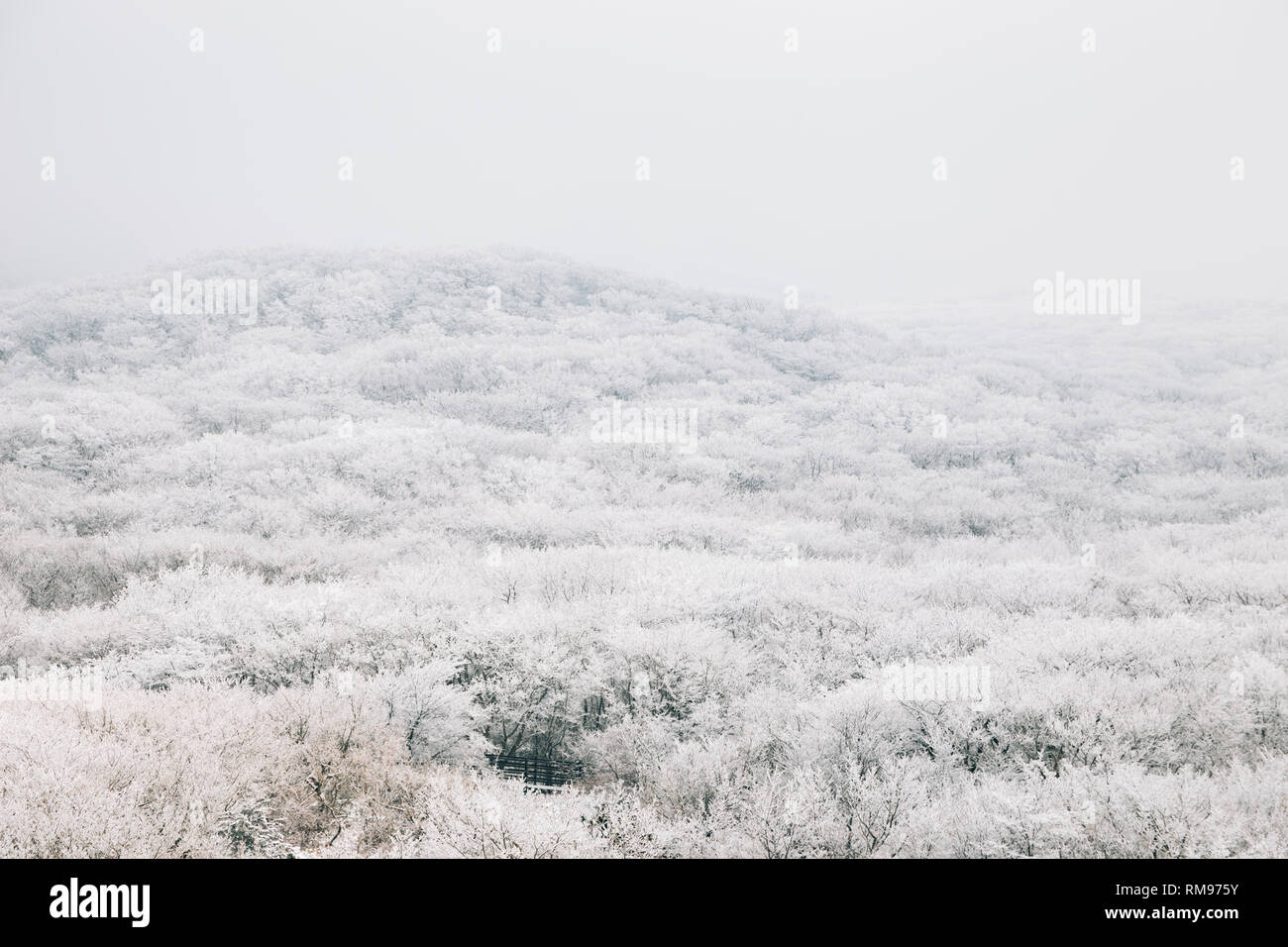 Snowy winter Hallasan mountain 1100 highland in Jeju Island, Korea ...