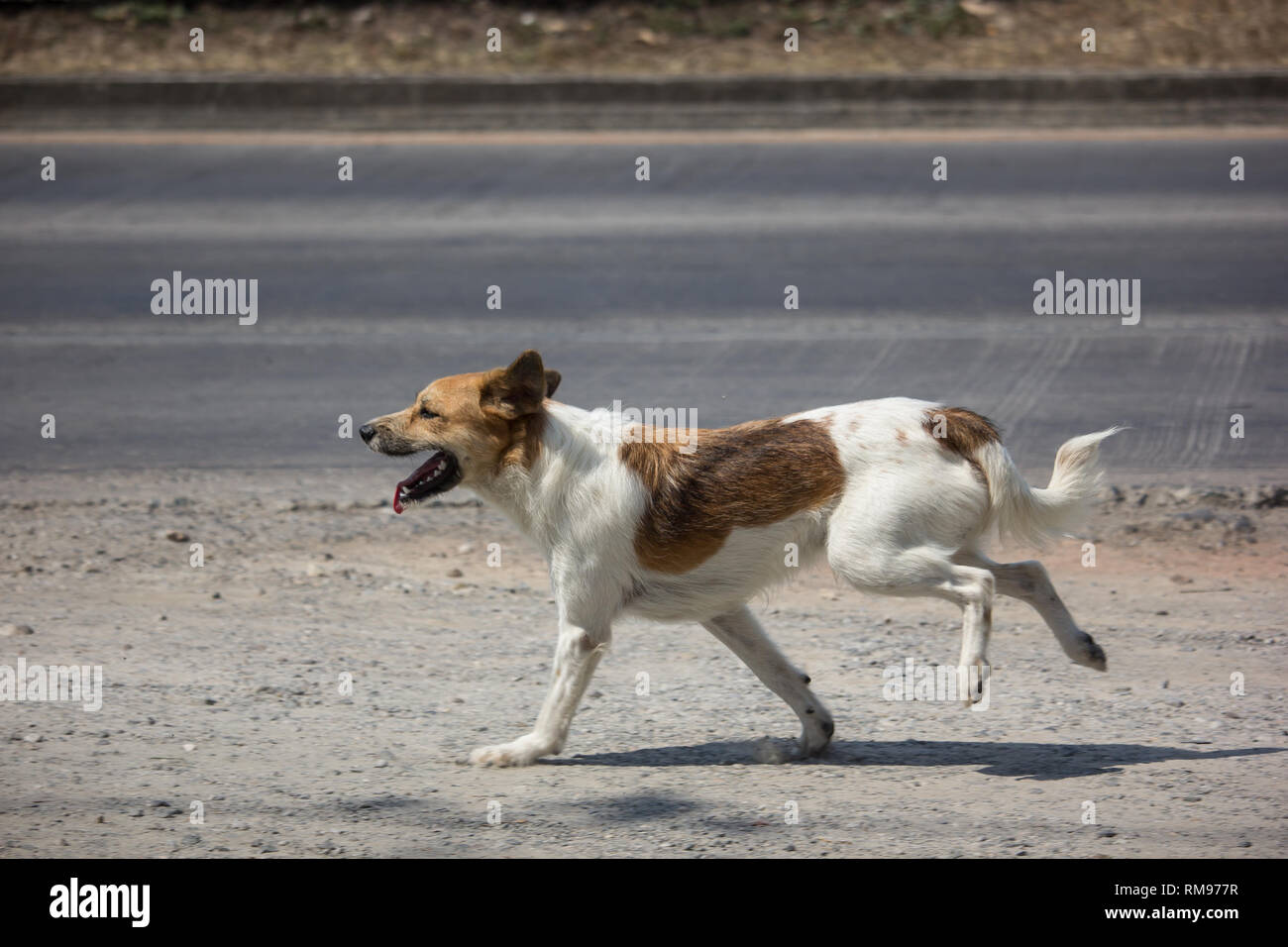 dog running side of high way road Stock Photo - Alamy
