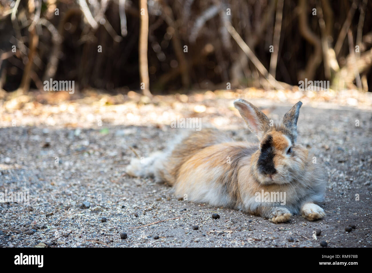 Cute wild rabbits on Okunoshima Island in sunny weaher, as known as the ...