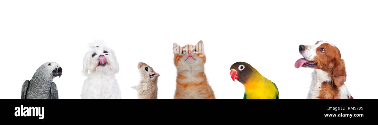 Many pets isolated on a white background Stock Photo - Alamy