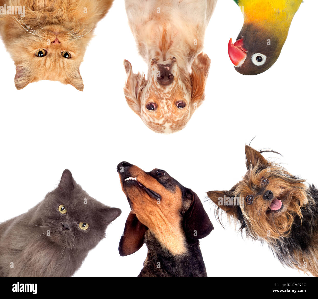 Many pets isolated on a white background Stock Photo - Alamy