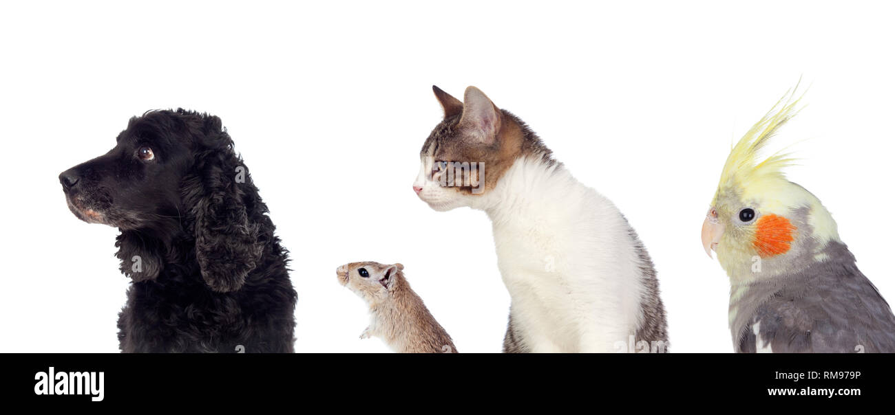 Set isolated different pets hi-res stock photography and images - Alamy