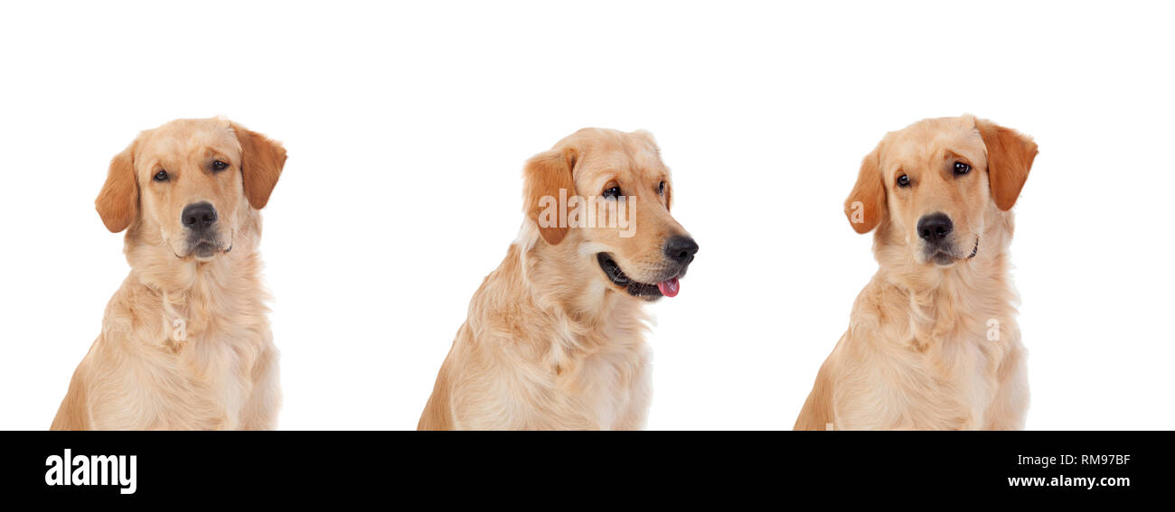 Three Golden Retriever dogs breed in isolated studio on white ...