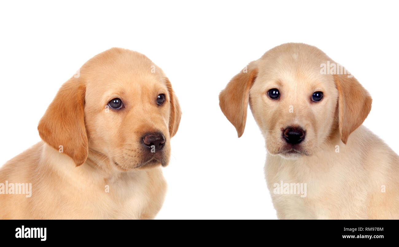 Cute small lab dogs isolated on a white background Stock Photo - Alamy