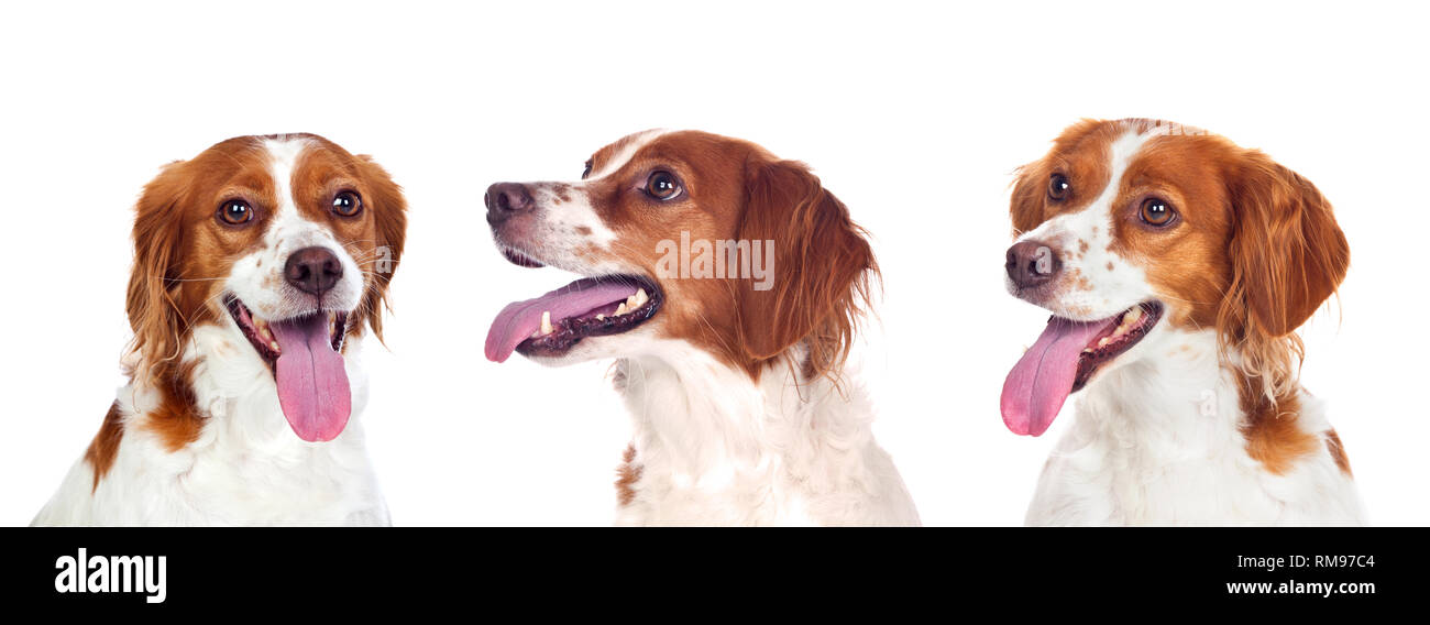 Beautiful portraits of dogs isolated on a white background Stock Photo ...