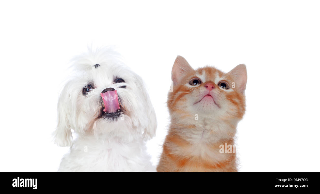 Two beautiful pets isolated on a white background Stock Photo - Alamy