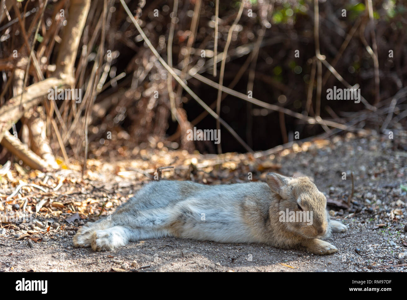 Cute wild rabbits on Okunoshima Island in sunny weaher, as known as the ...
