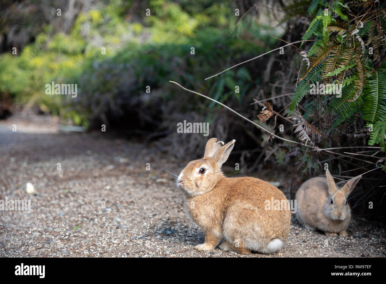 Cute wild rabbits on Okunoshima Island in sunny weaher, as known as the ...