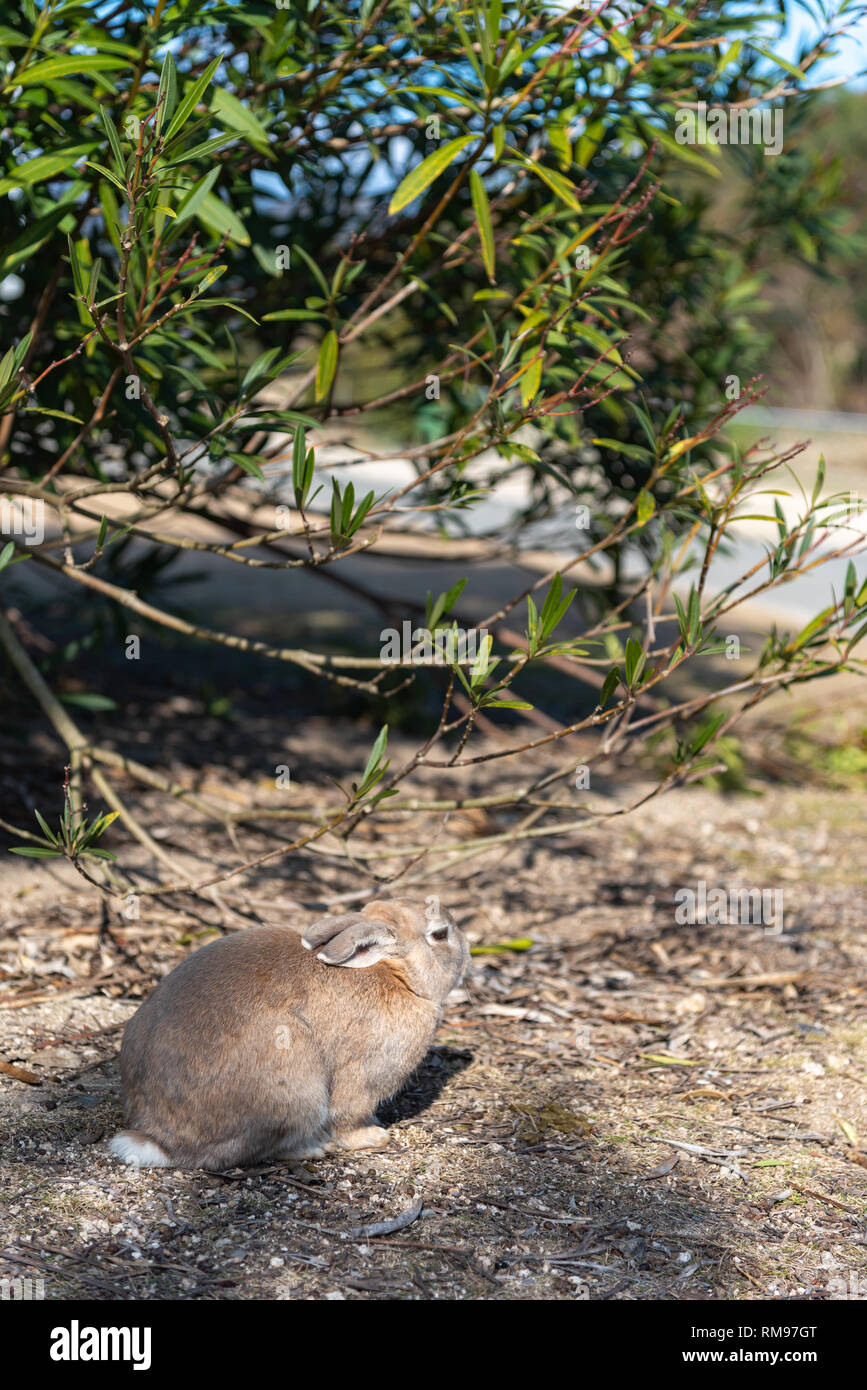 Cute wild rabbits on Okunoshima Island in sunny weaher, as known as the ...
