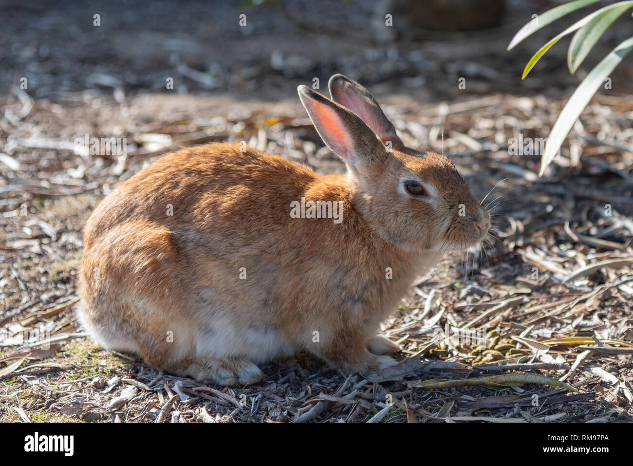 Cute wild rabbits on Okunoshima Island in sunny weaher, as known as the ...