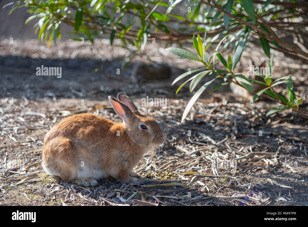 Rabbits field animal wildlife hi-res stock photography and images - Alamy