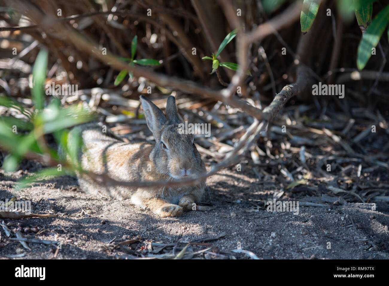 Cute wild rabbits on Okunoshima Island in sunny weaher, as known as the ...