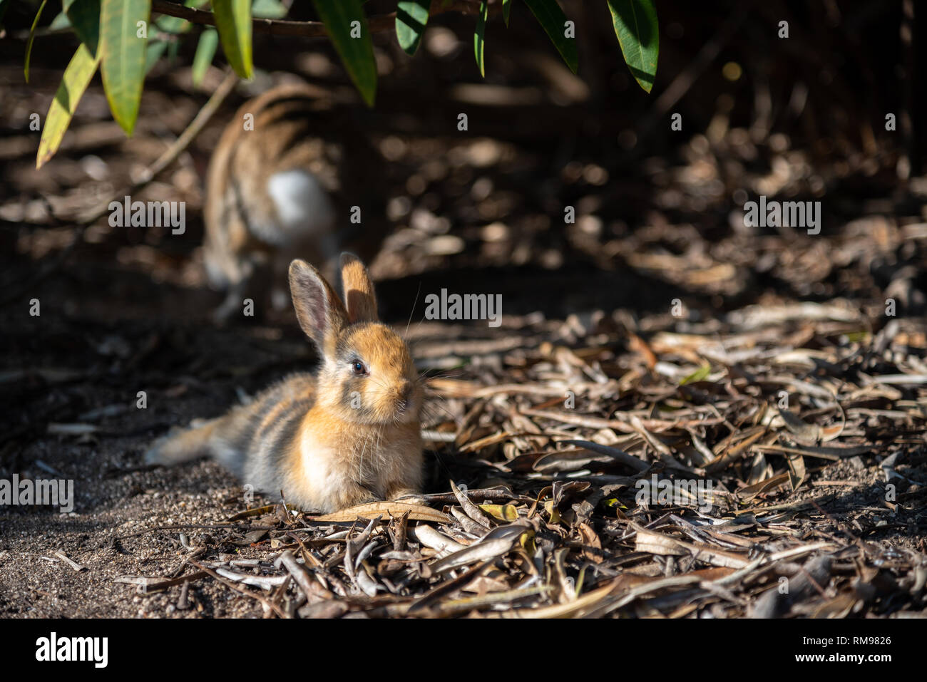 Cute wild rabbits on Okunoshima Island in sunny weaher, as known as the ...
