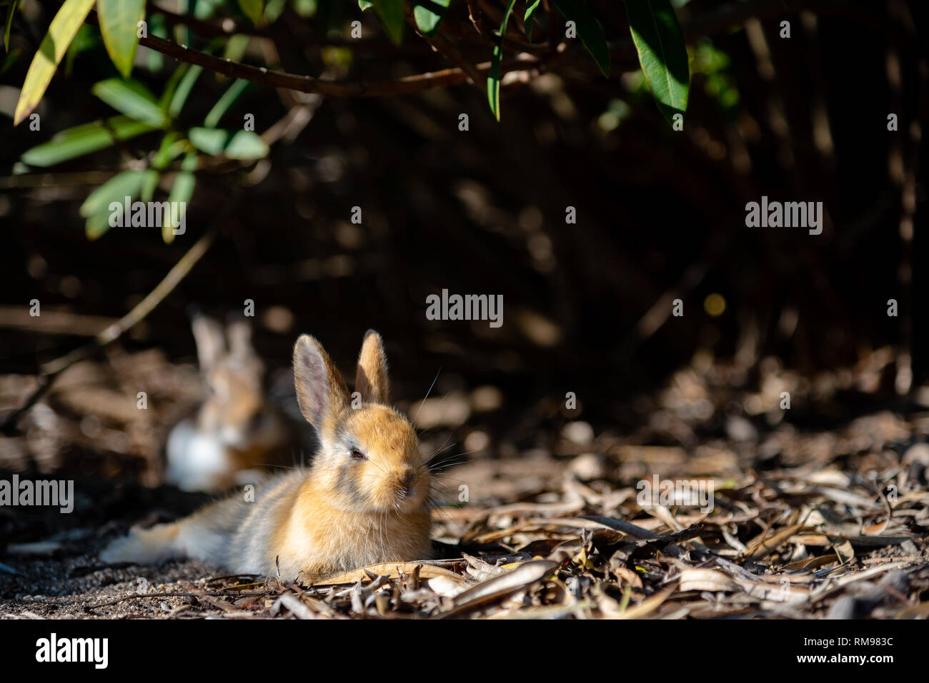 Cute wild rabbits on Okunoshima Island in sunny weaher, as known as the ...