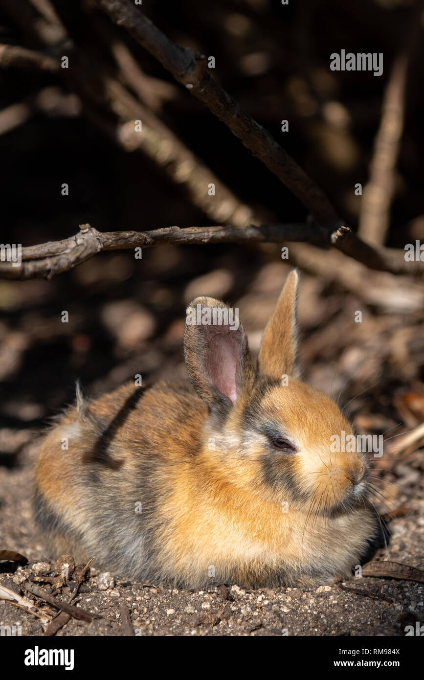 Cute wild rabbits on Okunoshima Island in sunny weaher, as known as the ...