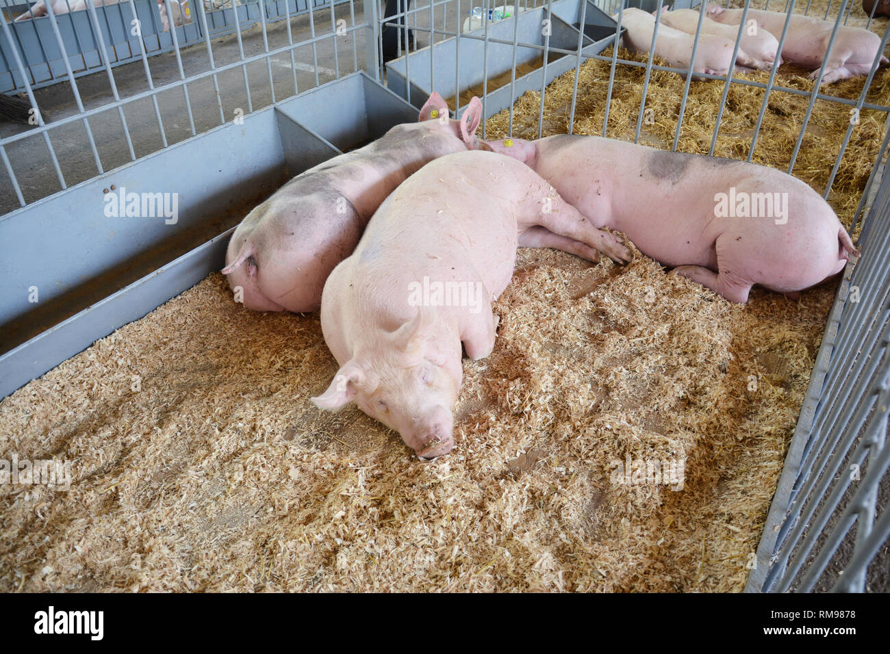 Pigs farming hi-res stock photography and images - Alamy