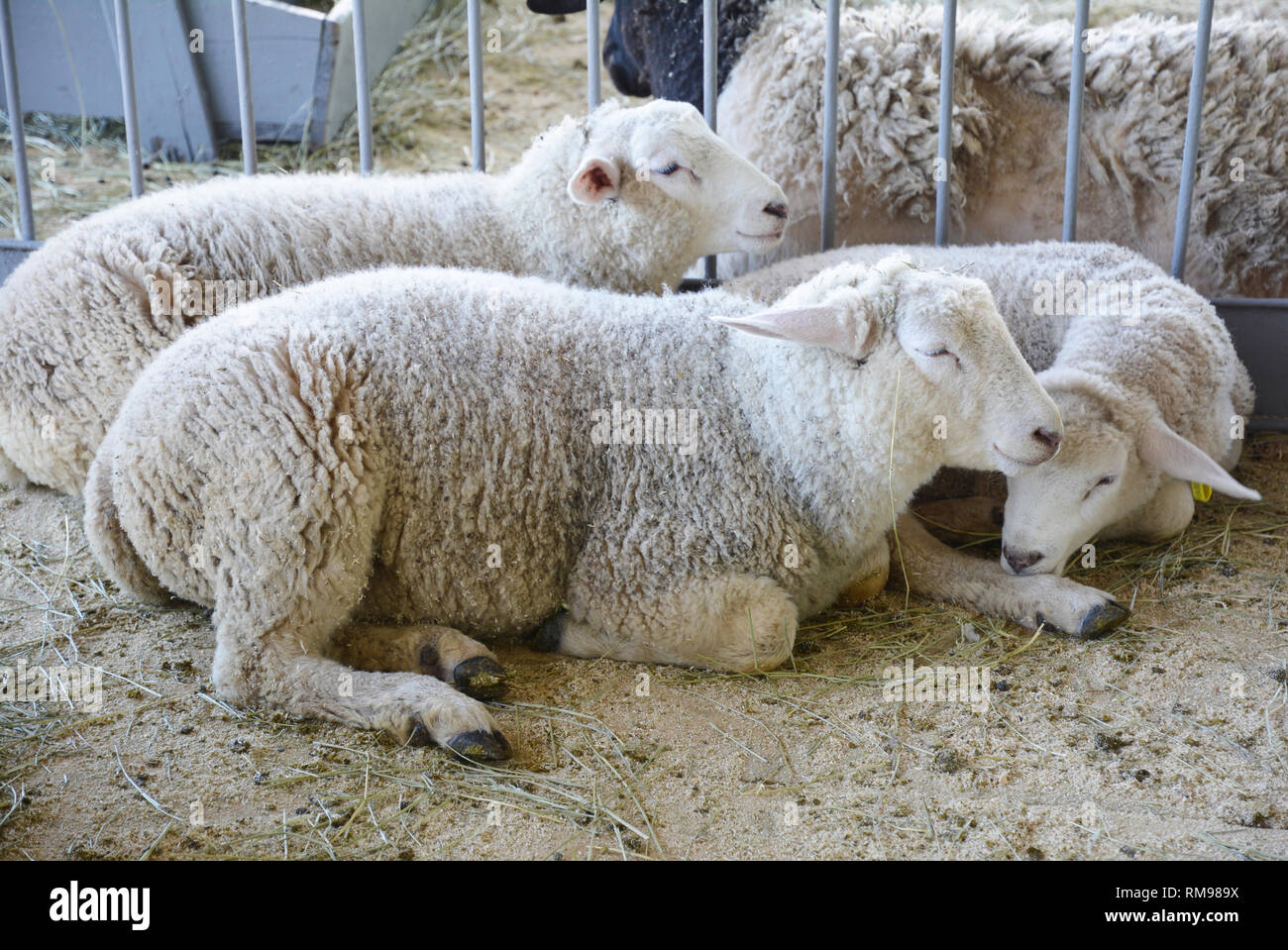 Flock of sheeps on the farm. Sheep farming Stock Photo - Alamy