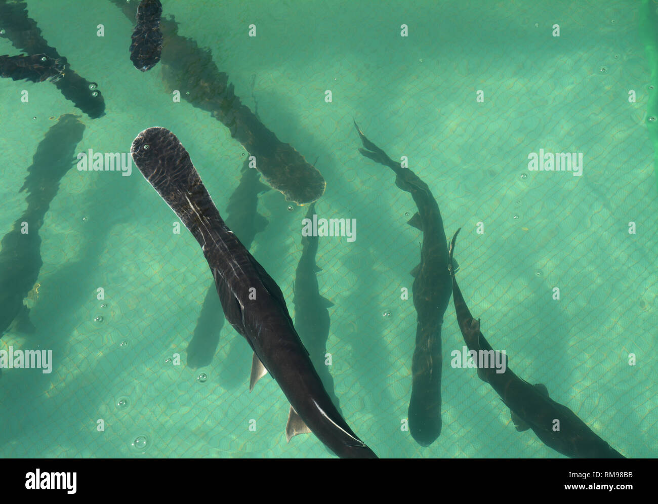 American paddlefish (Polyodon spathula) in cage for fish farming Stock ...