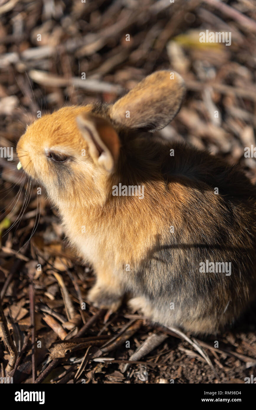 Cute wild rabbits on Okunoshima Island in sunny weaher, as known as the ...