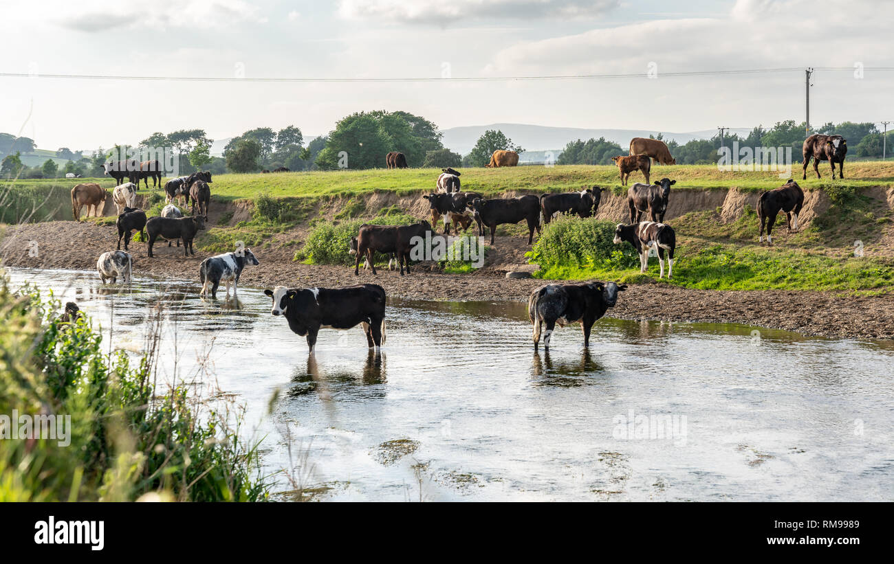Near Skipton, North Yorkshire, England, UK - June 06, 2018: Cows ...