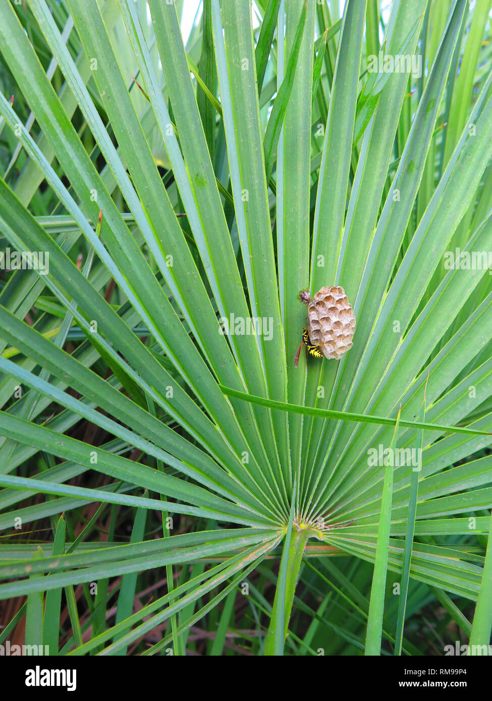 Honeycombed wasp nest on finger palm in Andalusian countryside Stock ...