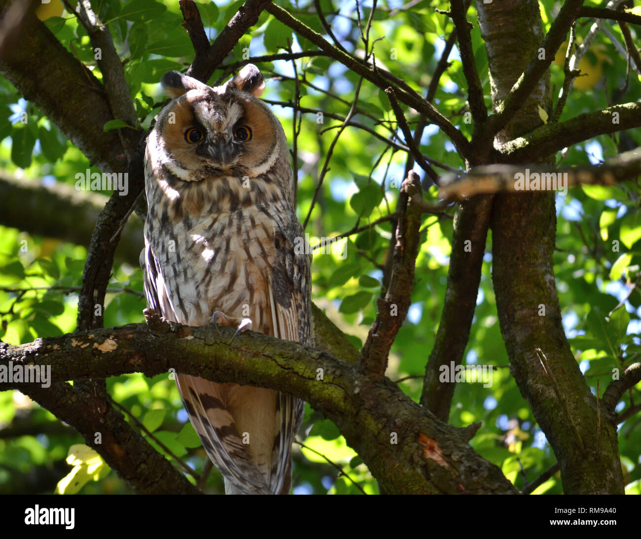 Long eared owl wildlife hi-res stock photography and images - Alamy