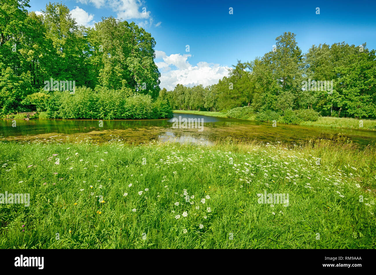 Beautiful forest landscape.Around the green meadows bloom, trees grow ...