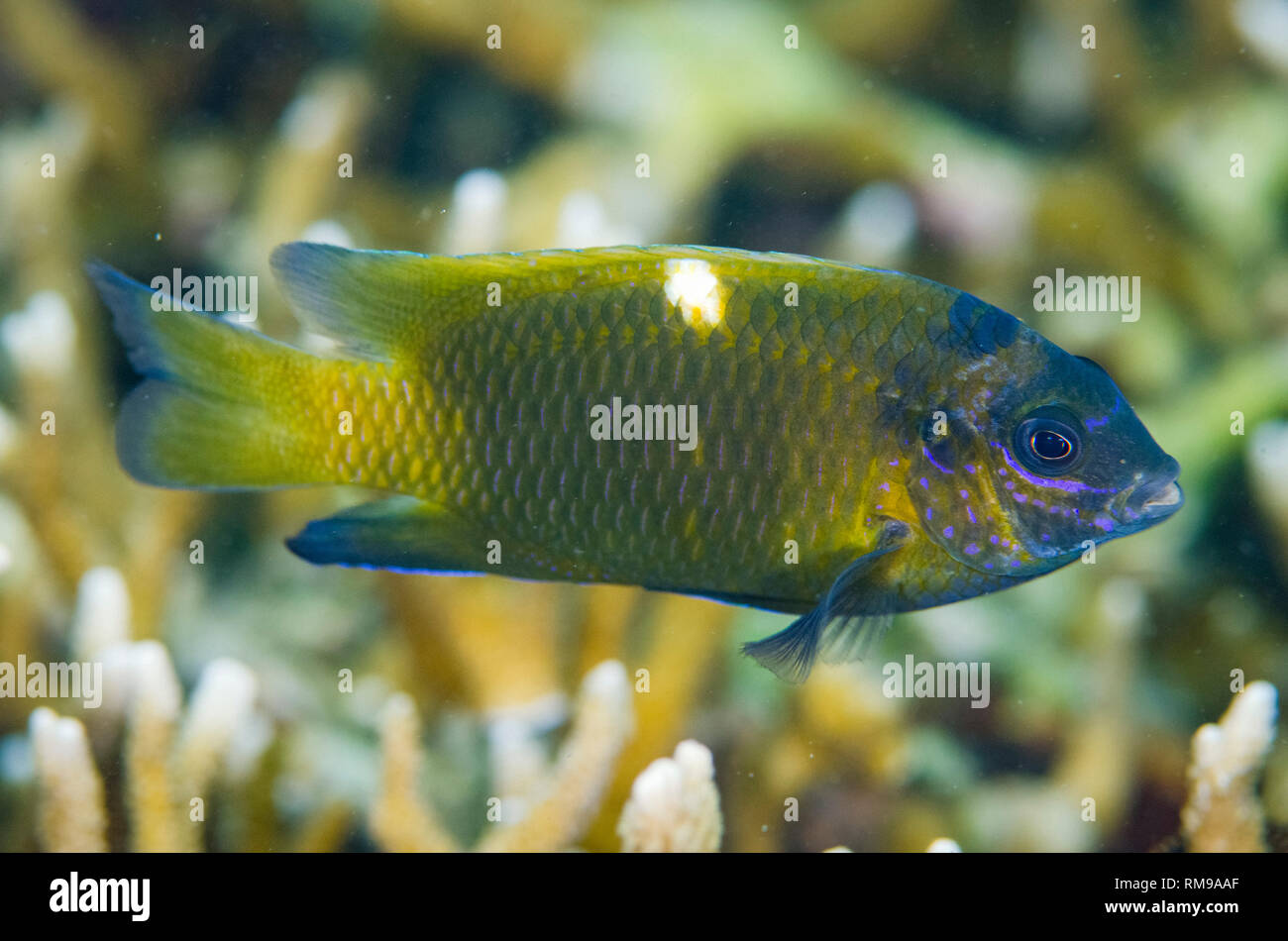 Pale spot damselfish hi-res stock photography and images - Alamy