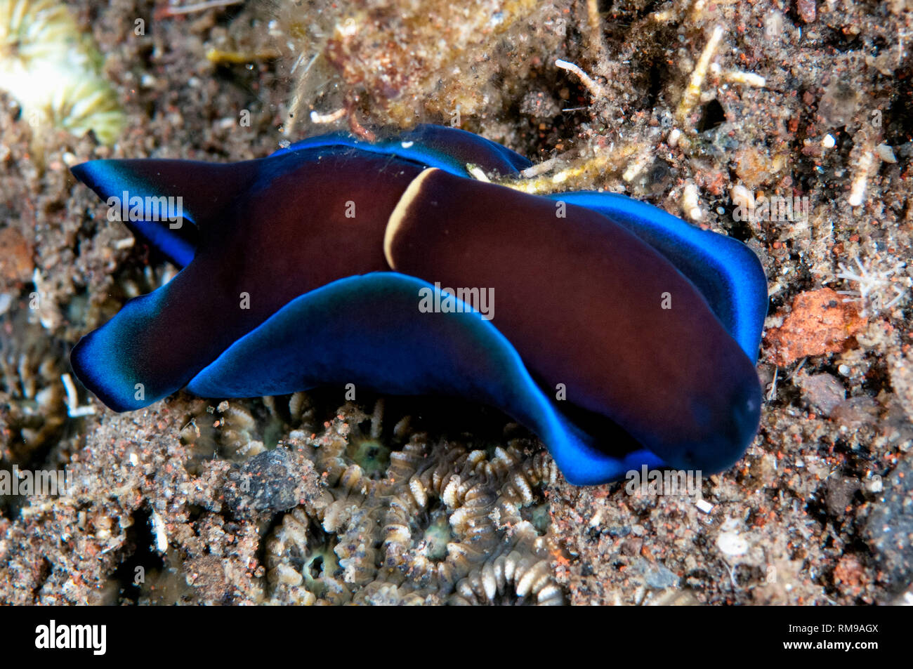 Gardiner's Headshield Slug, Philinopsis gardeneri, Seraya shore dive ...
