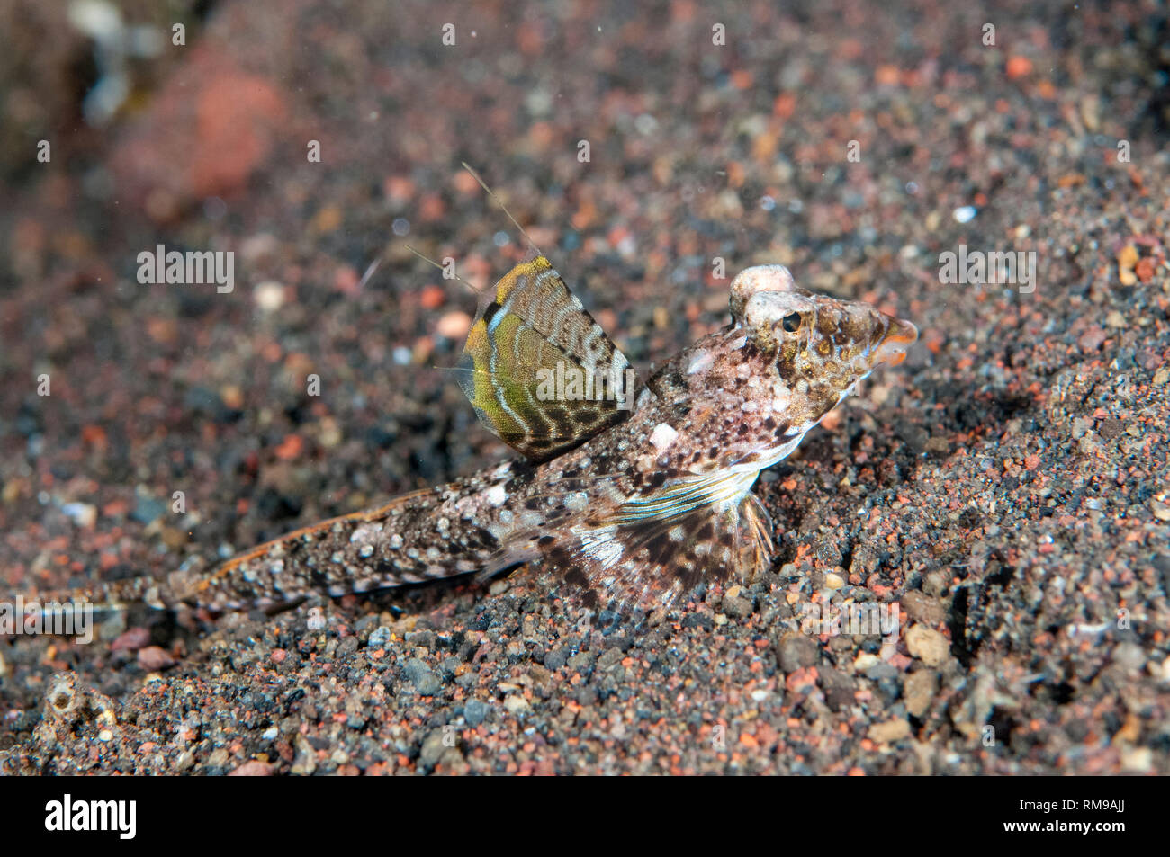 Neptune Dragonet, Callionymus neptunius, Seraya shore dive, Bali ...