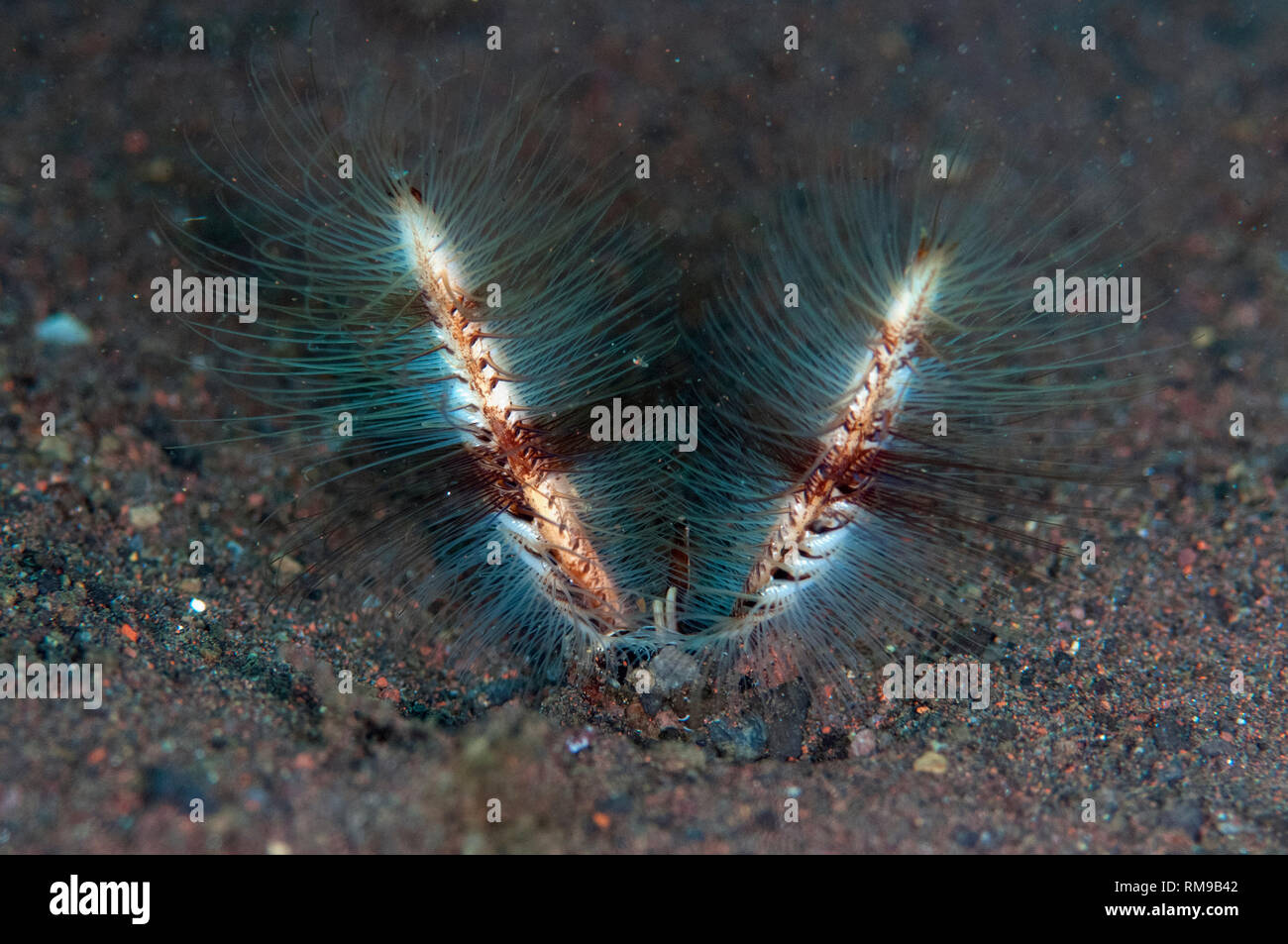 Protruding filament hi-res stock photography and images - Alamy