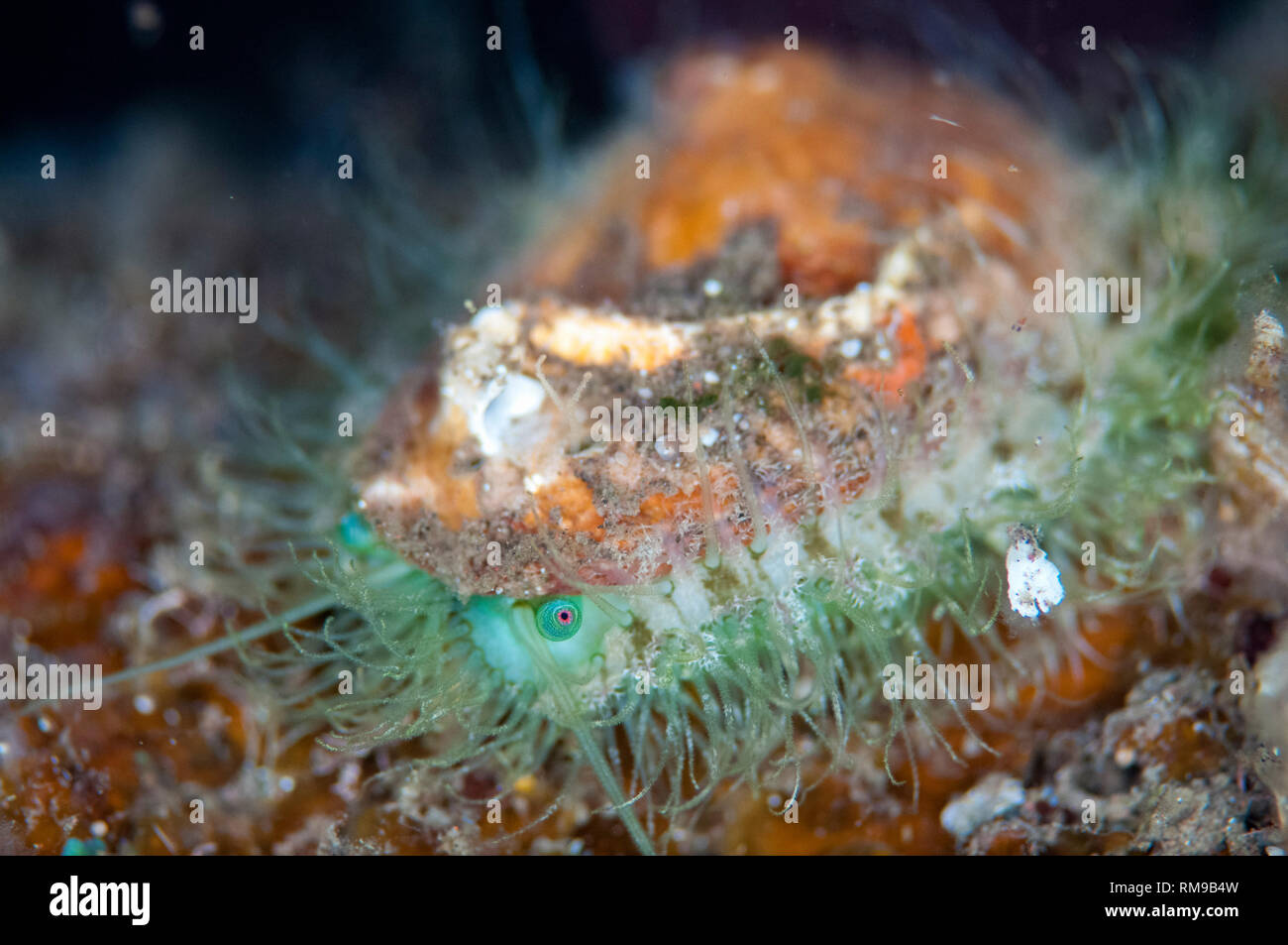 Abalone underwater hi-res stock photography and images - Alamy