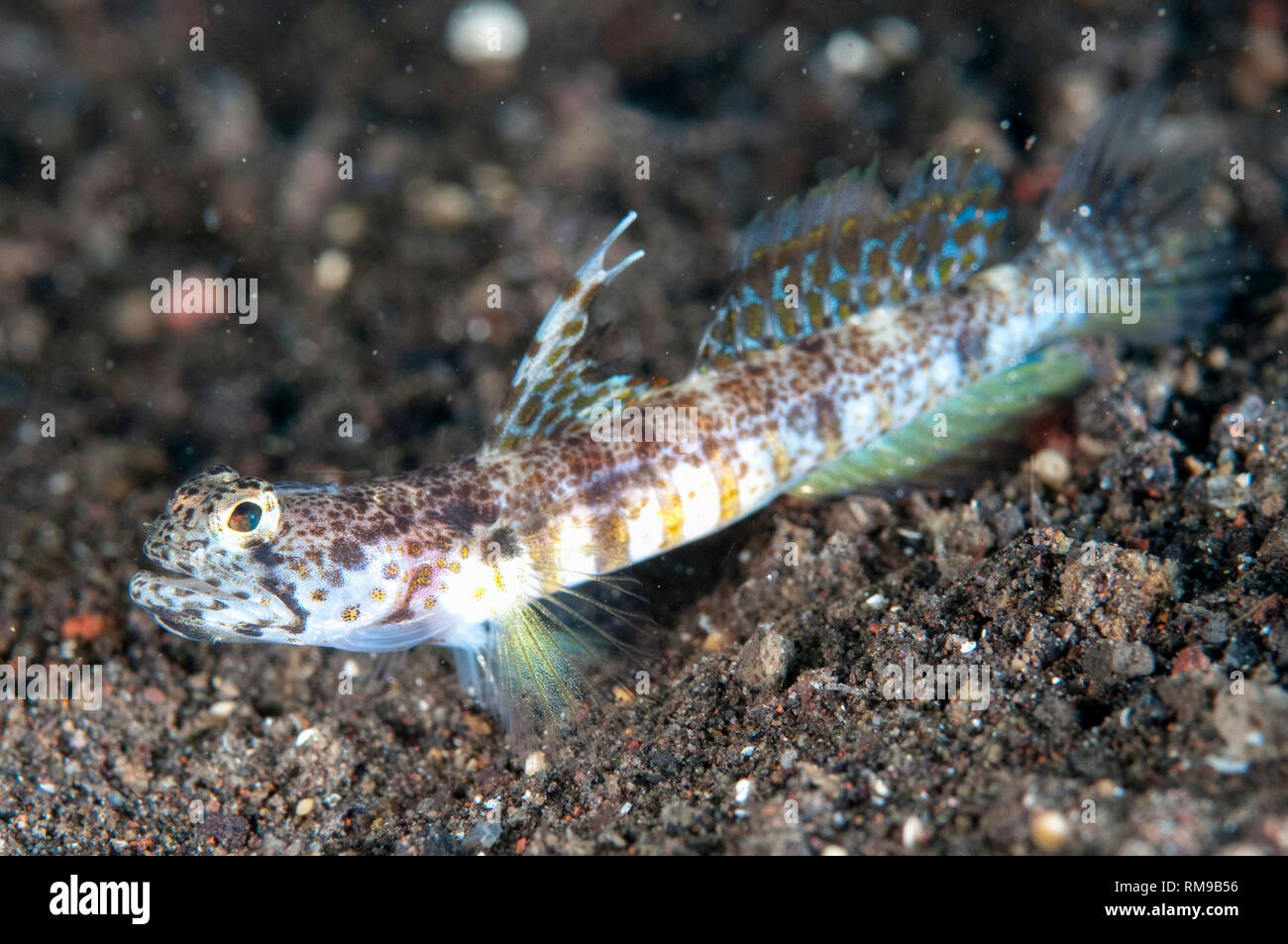 Highfin Goby High Resolution Stock Photography and Images - Alamy