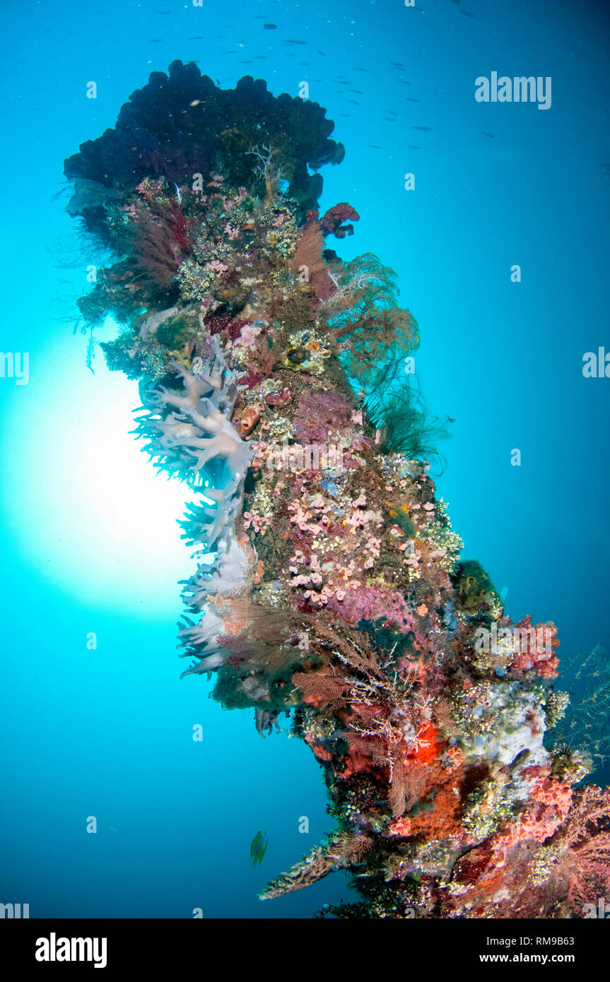 Turret of USAT Liberty against sun, Liberty Wreck dive site, Tulamben ...