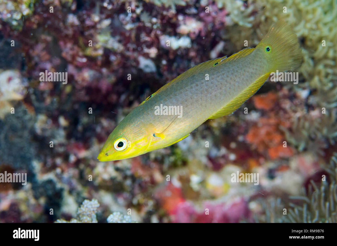 Solar Wrasse, Halichoeres solorensis, female, Fault Line dive site, off ...